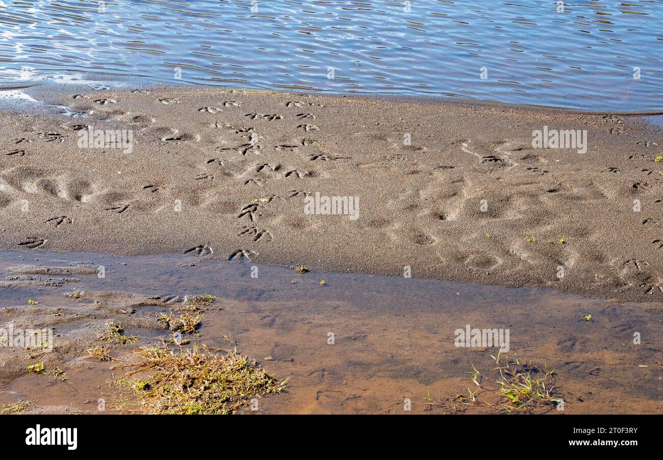 Geese footprints in the Þingvellir National Park World Heritage Site ...