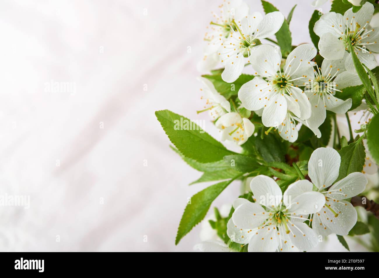Blooming white apple or cherry blossom. Happy Passover background ...
