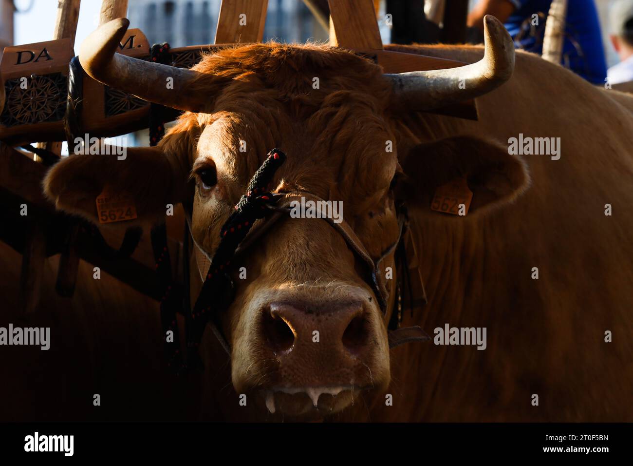 October 6, 2023: Lugo, Galicia, Spain. As part of the Saint Froilan ...