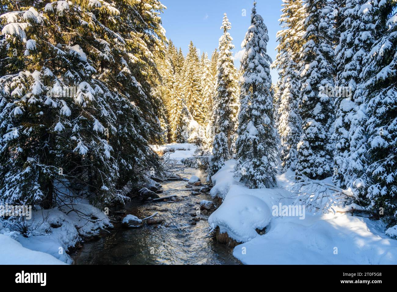 Creek running through a snowy forest in the mountains on a sunny winter ...