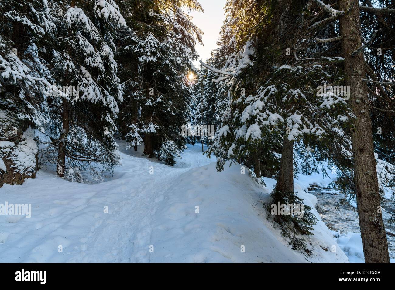 Empty snow covered trail running alongside an alpine creek in a forest ...