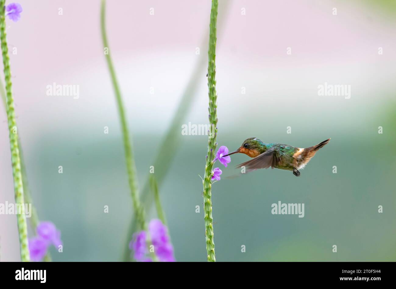 Bird eating from flowers hi-res stock photography and images - Alamy