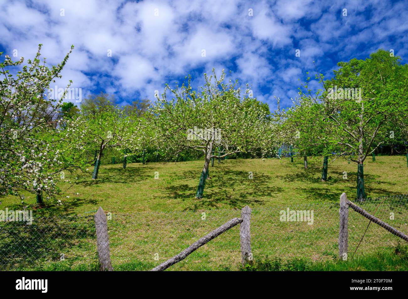Sidra tree hi-res stock photography and images - Alamy