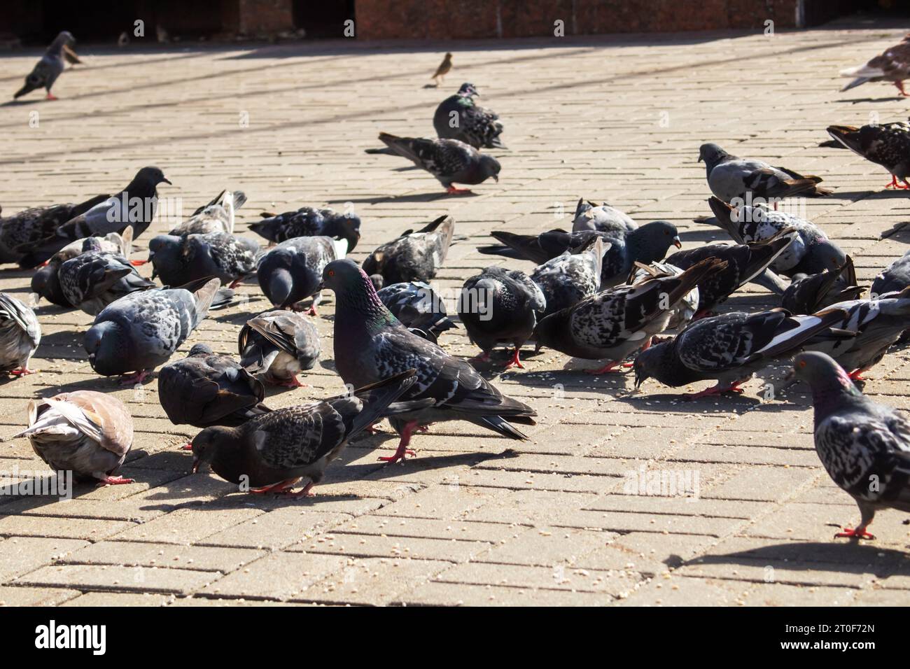 Pigeons eating grain on the sidewalk close up Stock Photo - Alamy