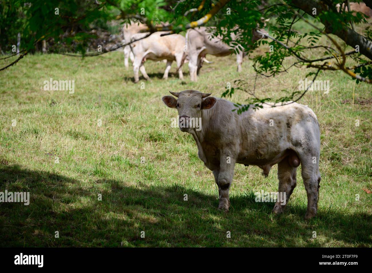Brown Cantabrian cows grazing on pasture, Liebana Valley, Cantabria ...