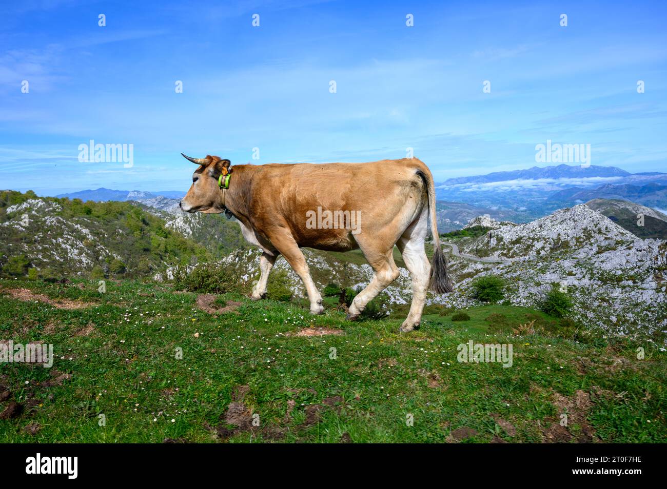 Brown Asturian cows, herd of cows is carried to new pasture on mountain ...
