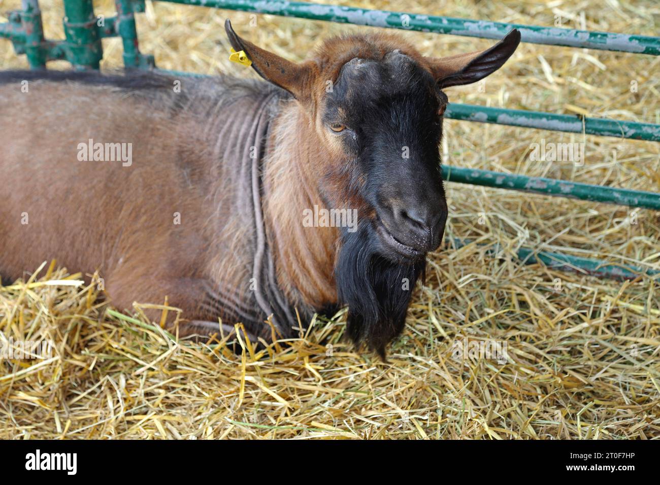 Big Billy Buck Goat Laying Down at Animal Farm Stock Photo - Alamy