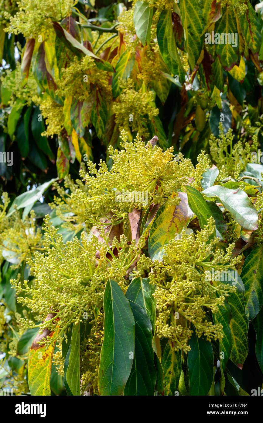 Seasonal blossom and harvest of evergreen avocado trees in April on ...