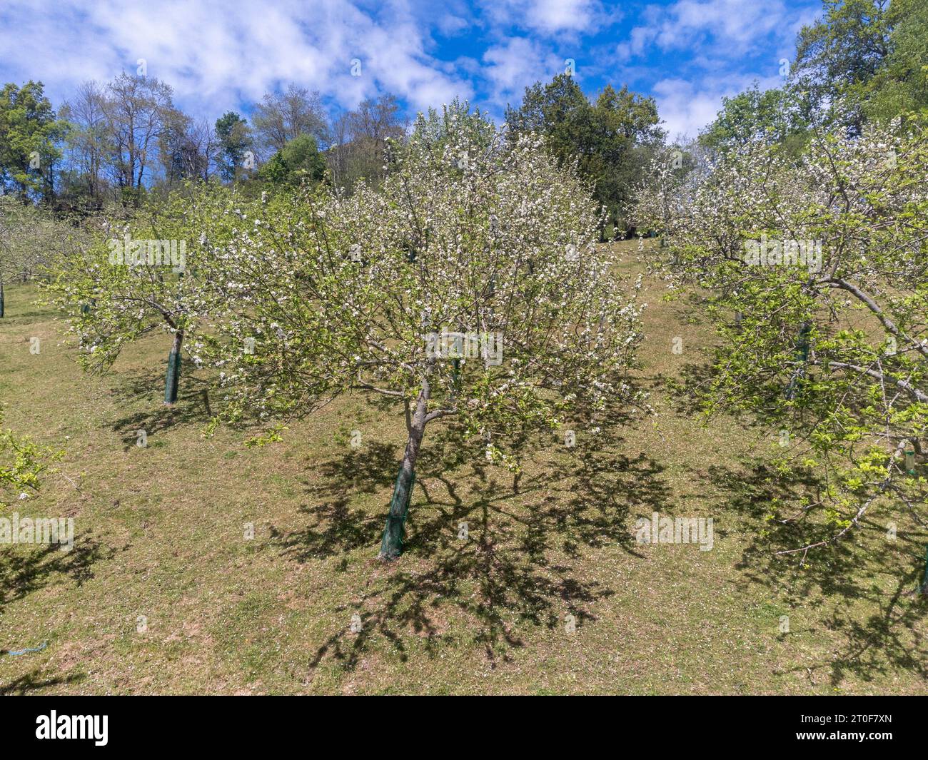 Apple tree orchards in Asturias, spring white blossom of apple trees ...