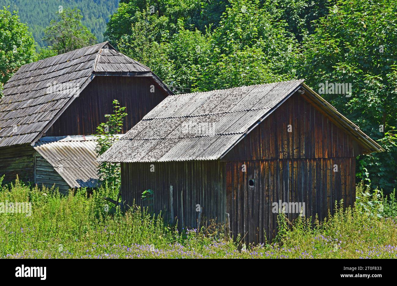 Two wooden stables in the grass thickets: one covered with shingles ...