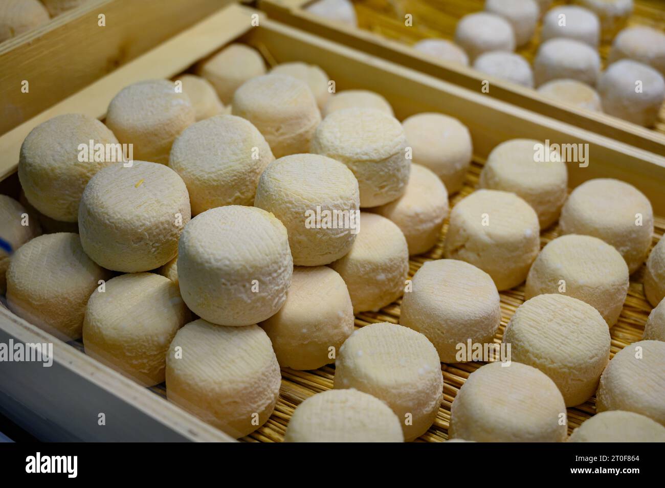 Cheese collection, soft goat French cheese with mold crottin de ...