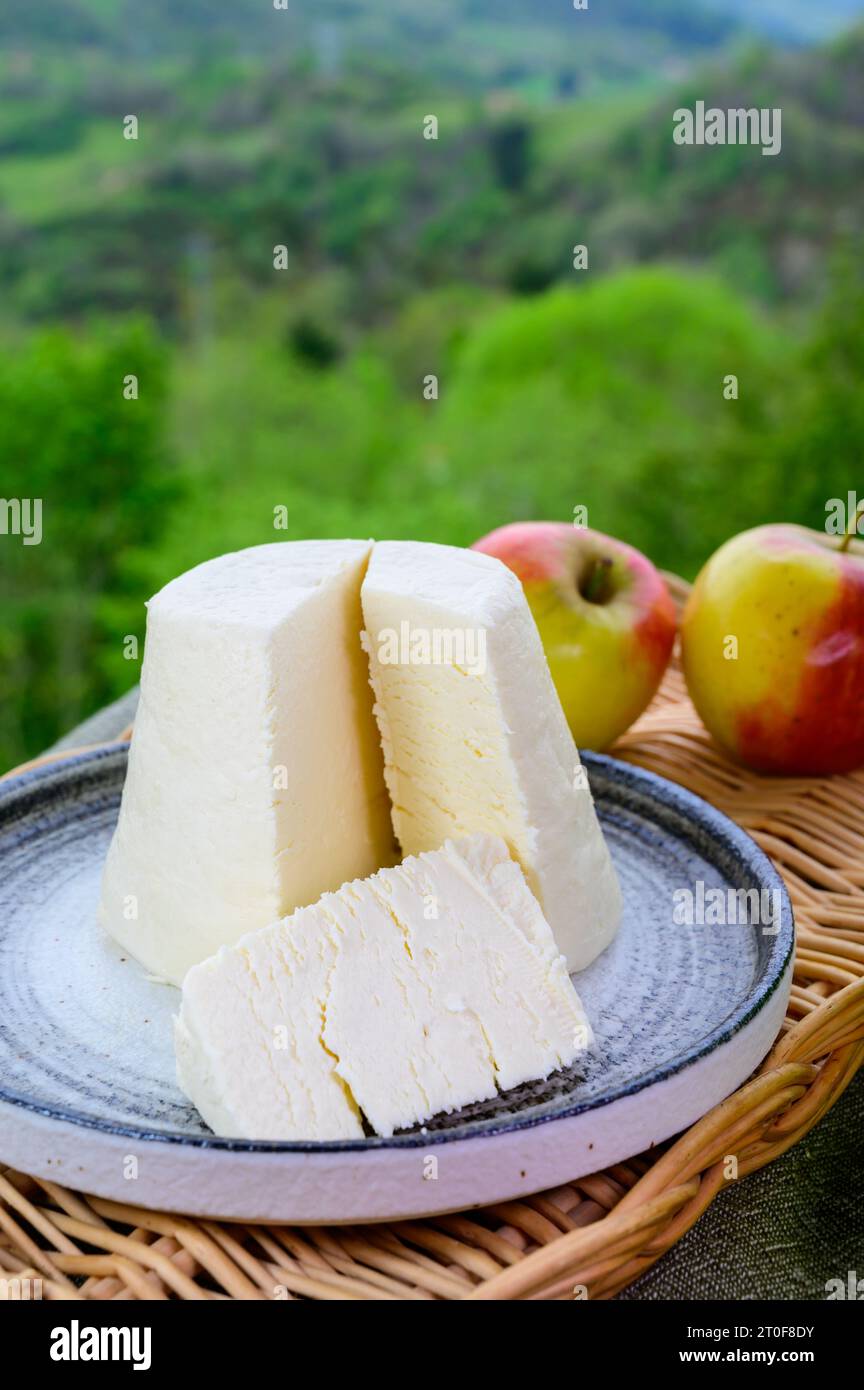 Spanish Afuega'l pitu unpasteurised cow's milk cheese from Asturias ...