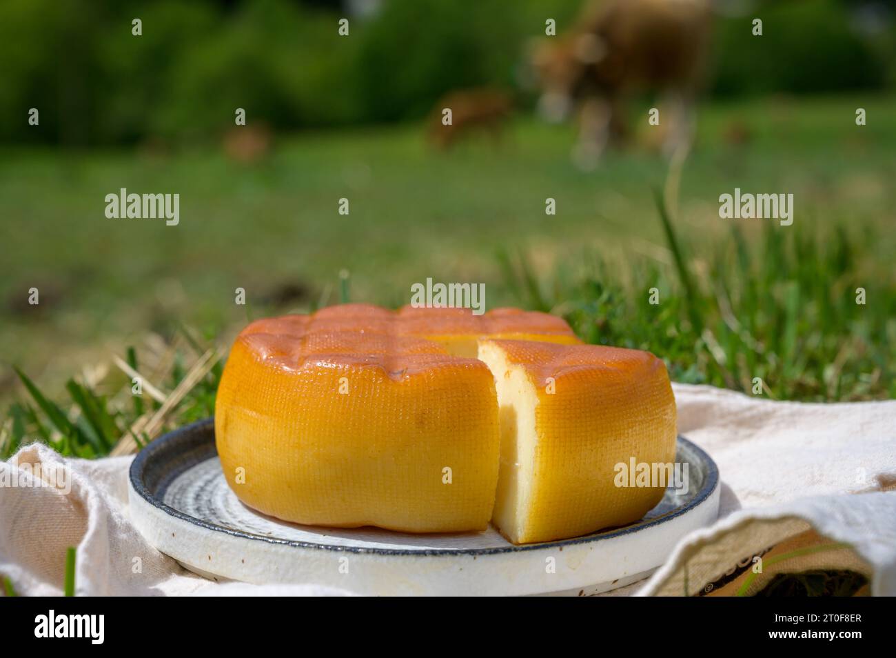 Spanish smoked hard cheese from Pria, made by rural dairy farmers in ...