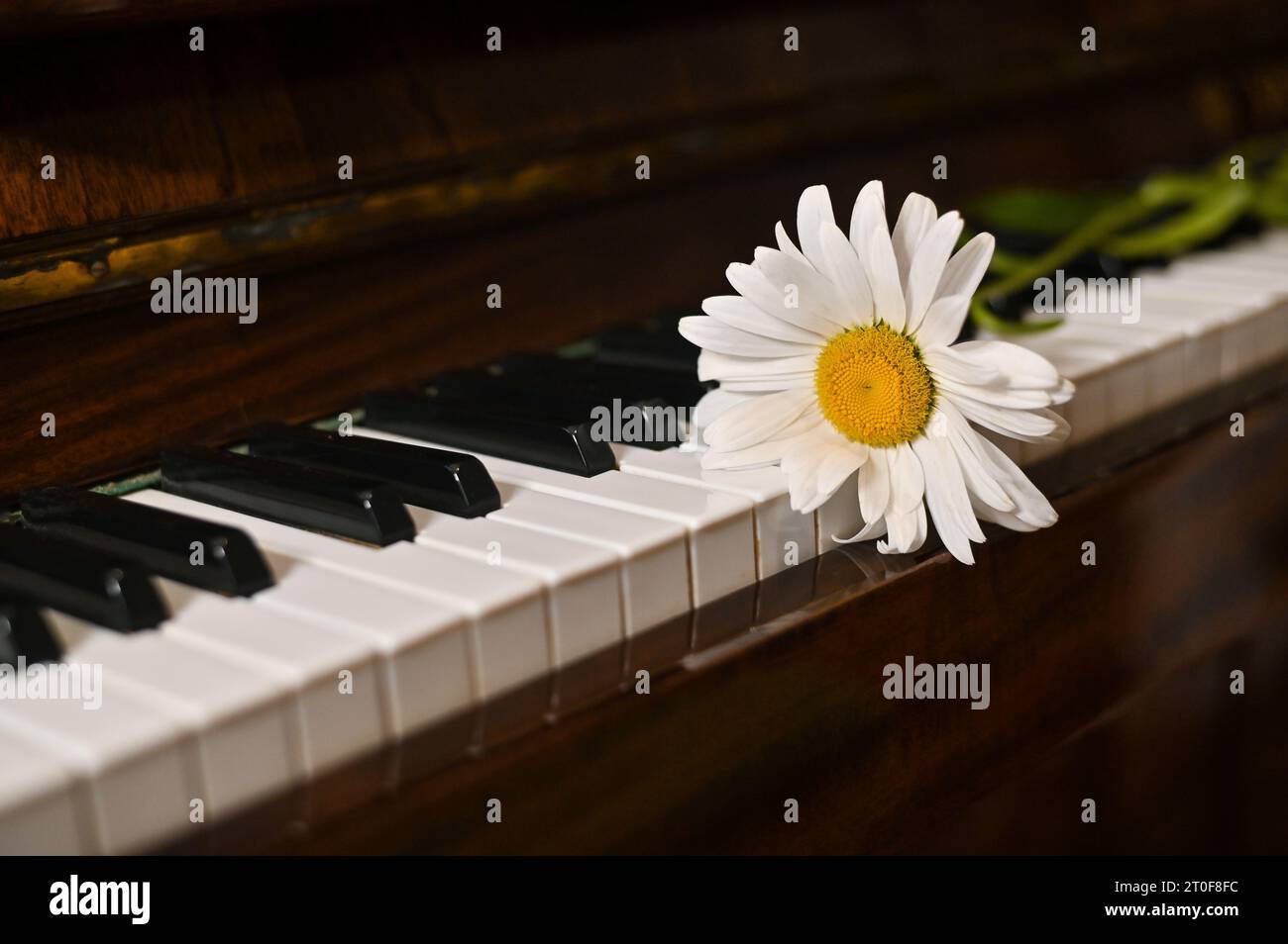 a beautiful daisy on the piano keys Stock Photo - Alamy