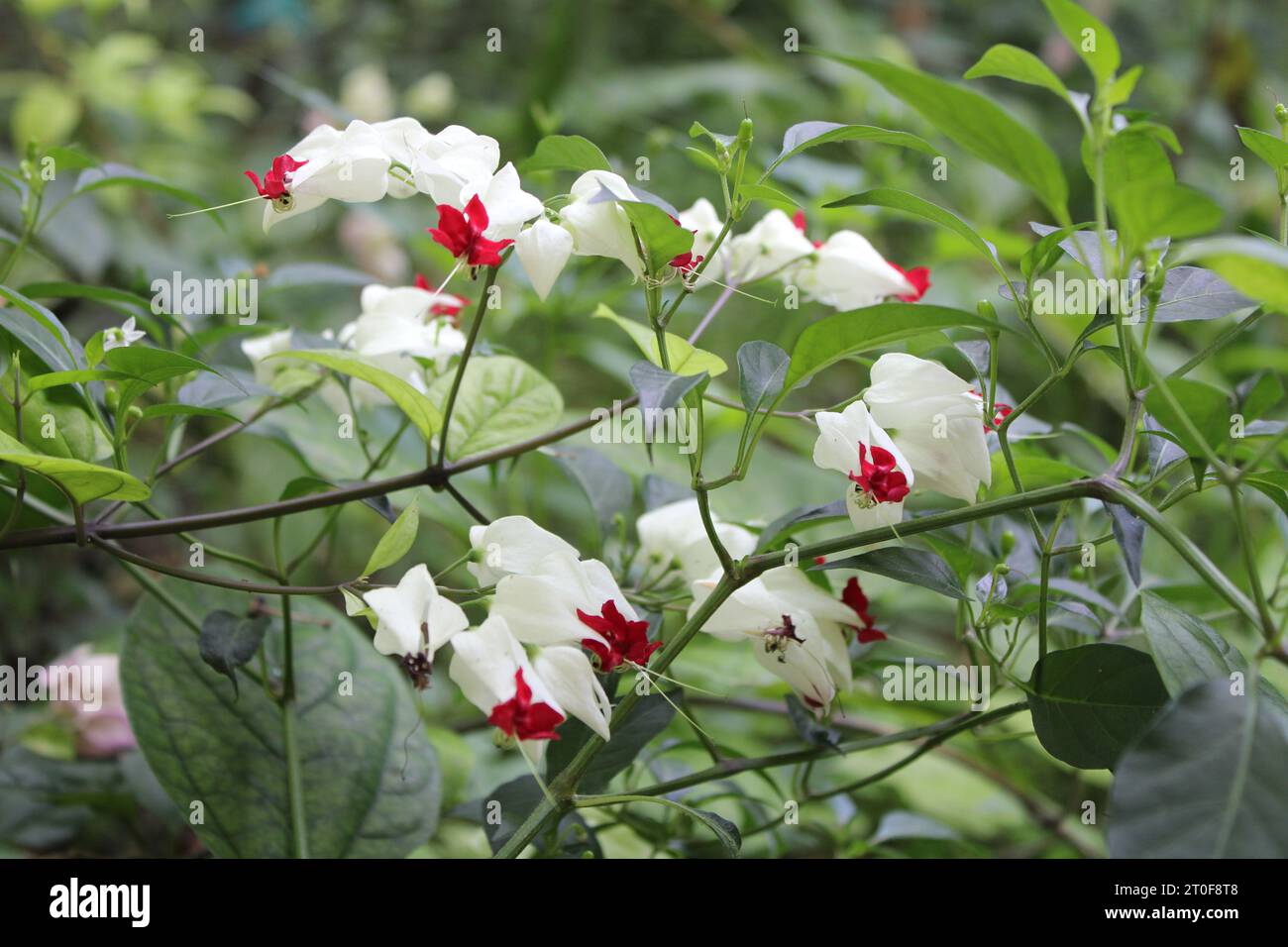 Bleeding-Heart Vine Red and white Stock Photo - Alamy