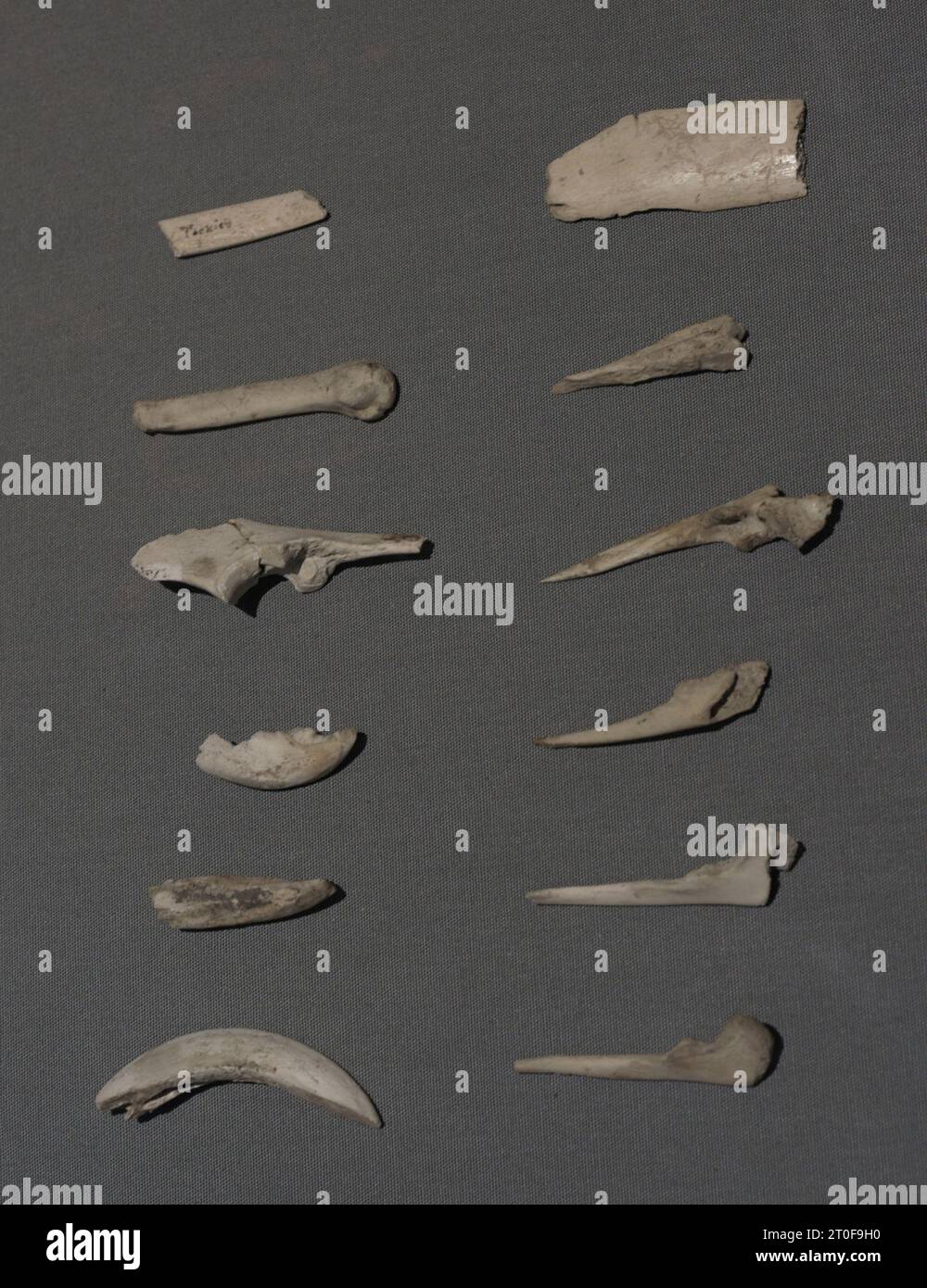 Neolithic Period. Temple Period (4000 to 2500 BC). Malta. Bone utensils ...