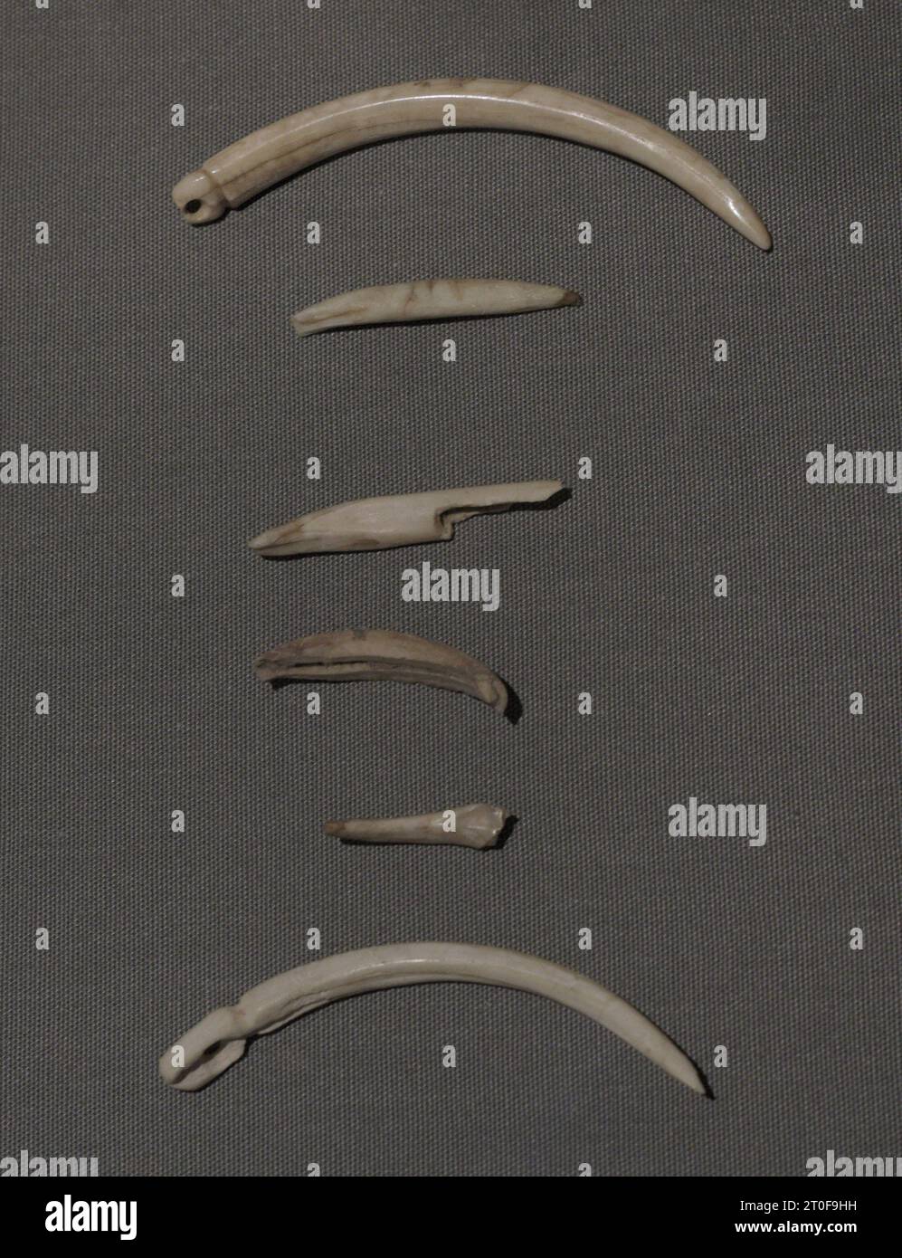 Neolithic Period. Temple Period (4000 to 2500 BC). Malta. Bone points ...