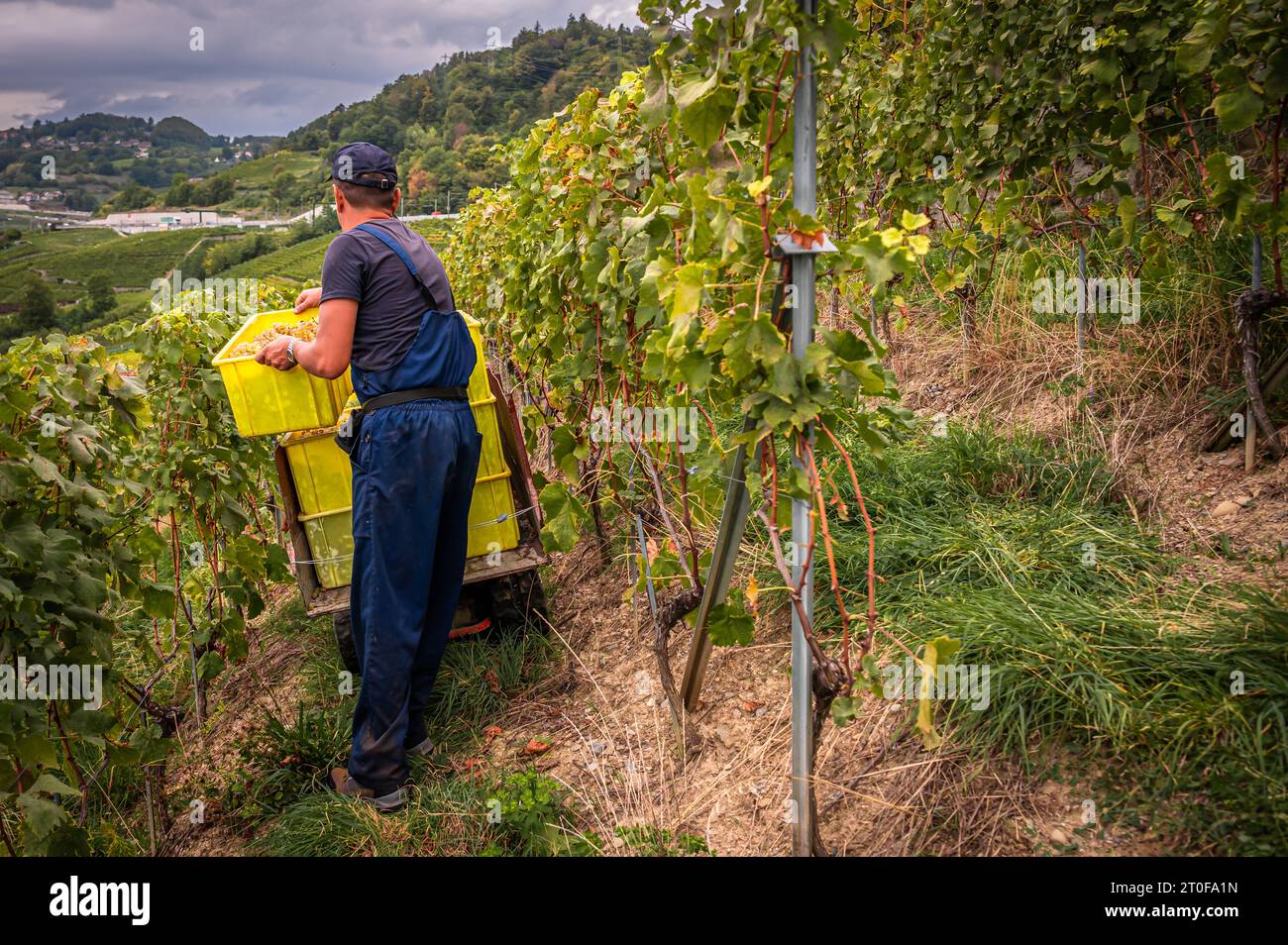 Grape harvesting on vineyards. Winemaker holding box with picked white Chasselas grape. Lavaux ...