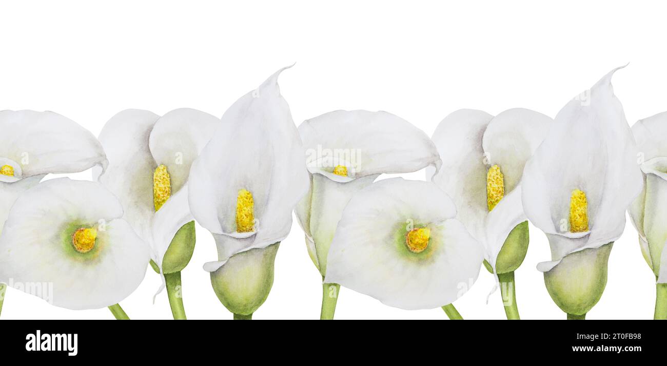 Watercolor seamless border of white calla lily. Hand drawn floral ...