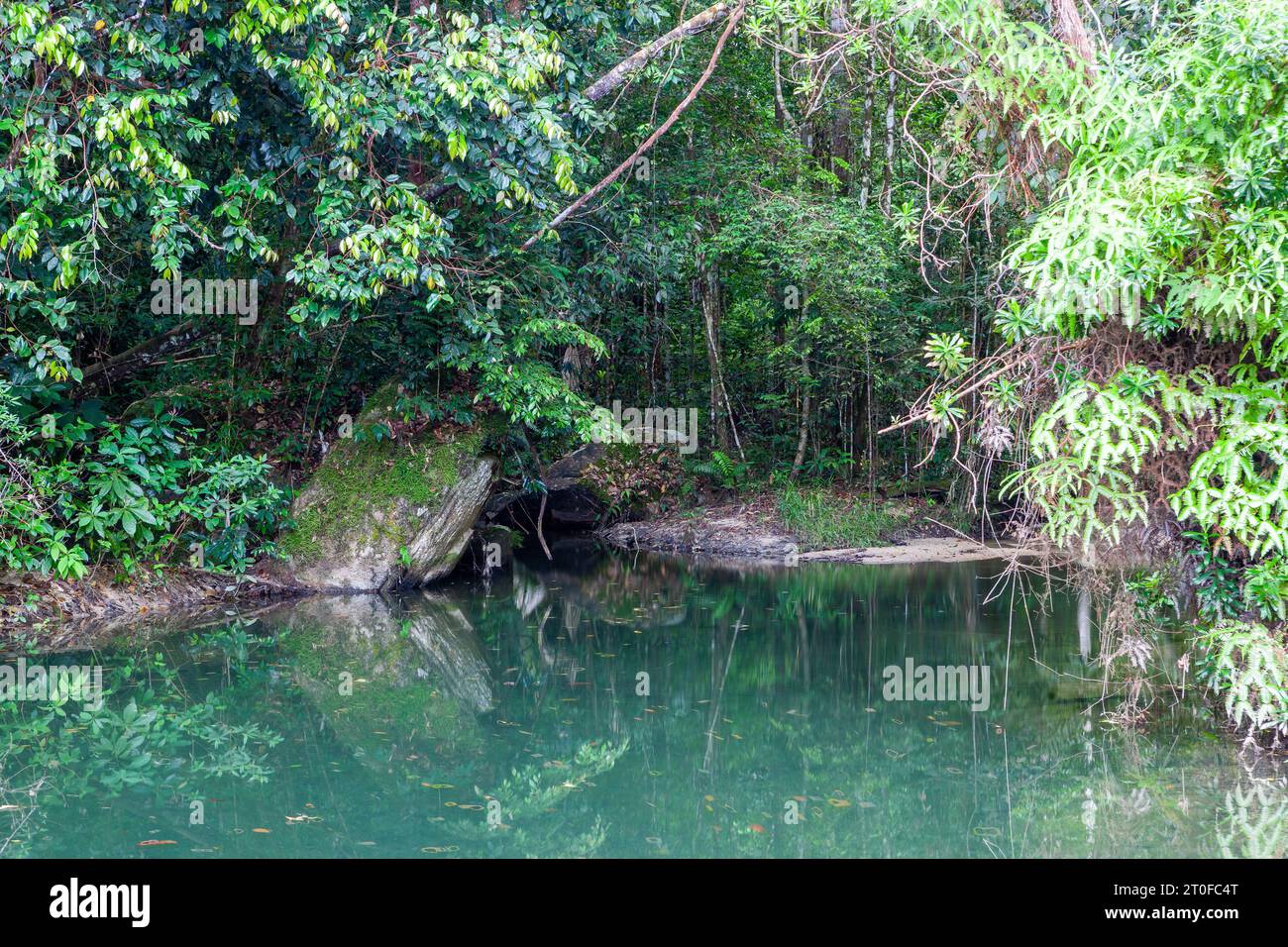 Pond in tropical rainforest at Penang island near Batu Ferringhi town ...