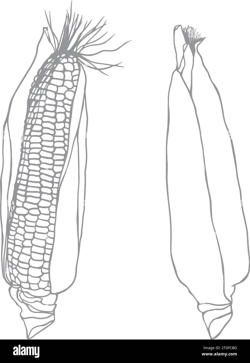 Corn hand drawn vector illustration set. Isolated Vegetable engraved ...
