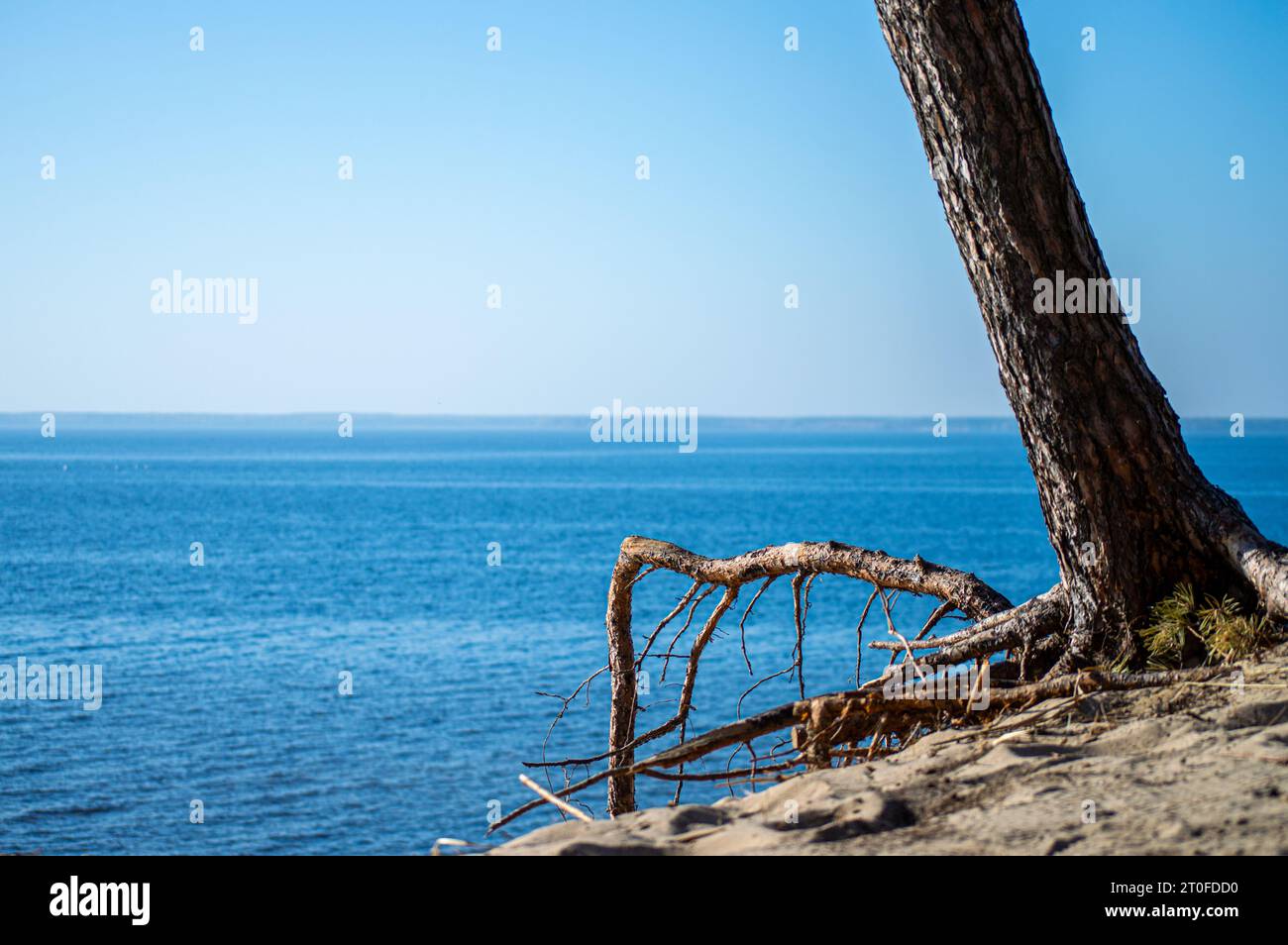 Tree roots on the beach Stock Photo - Alamy