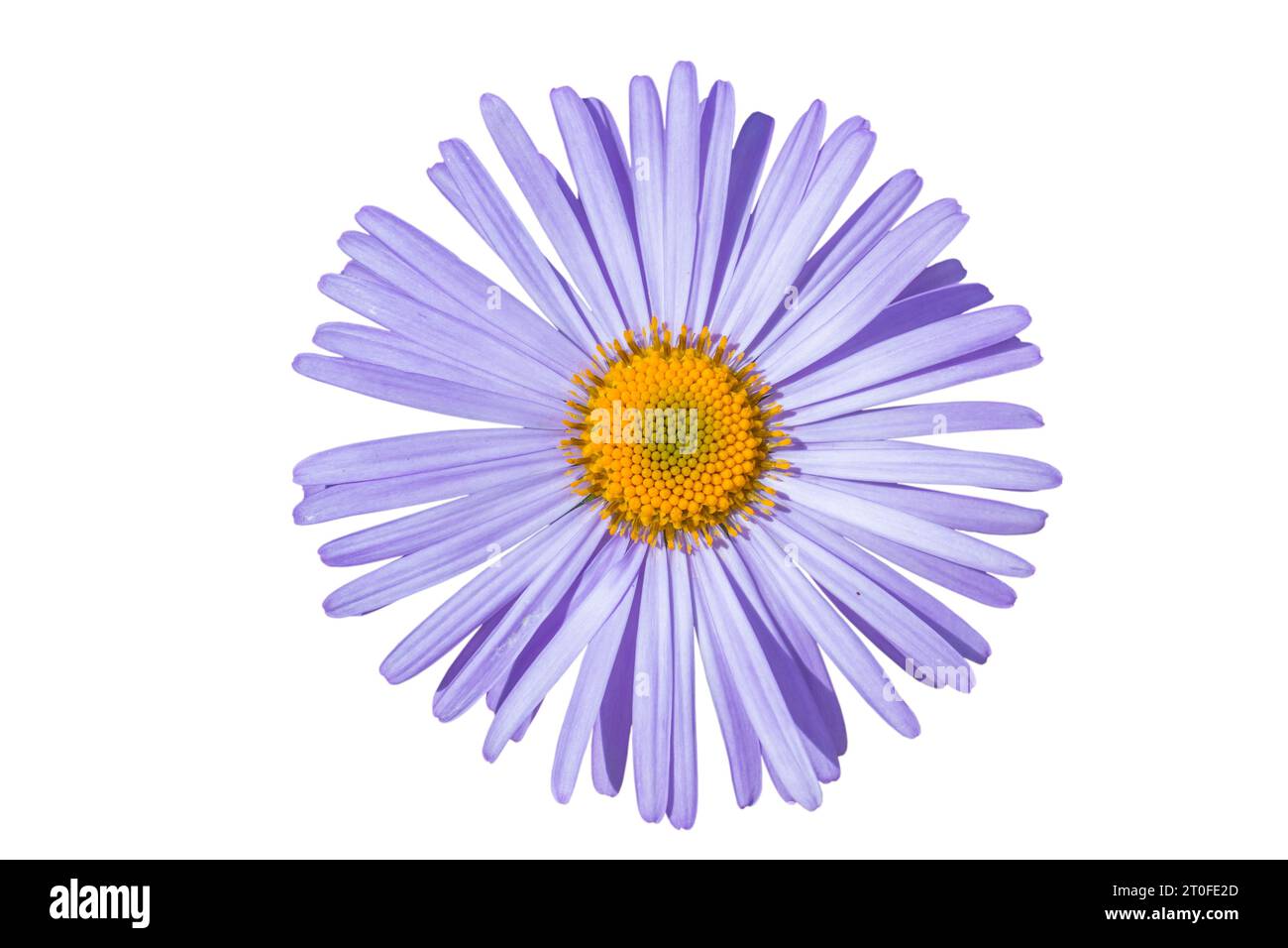 Aster alpinus purple violet flowers in bloom, Alpine aster flowering ...