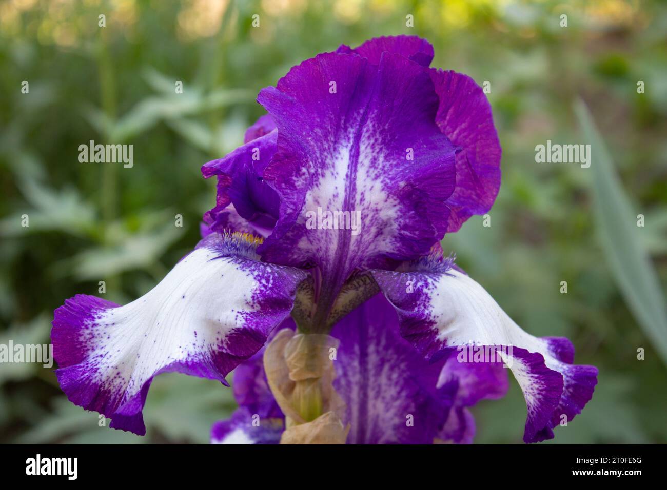 One blue iris flower close up hi-res stock photography and images - Alamy