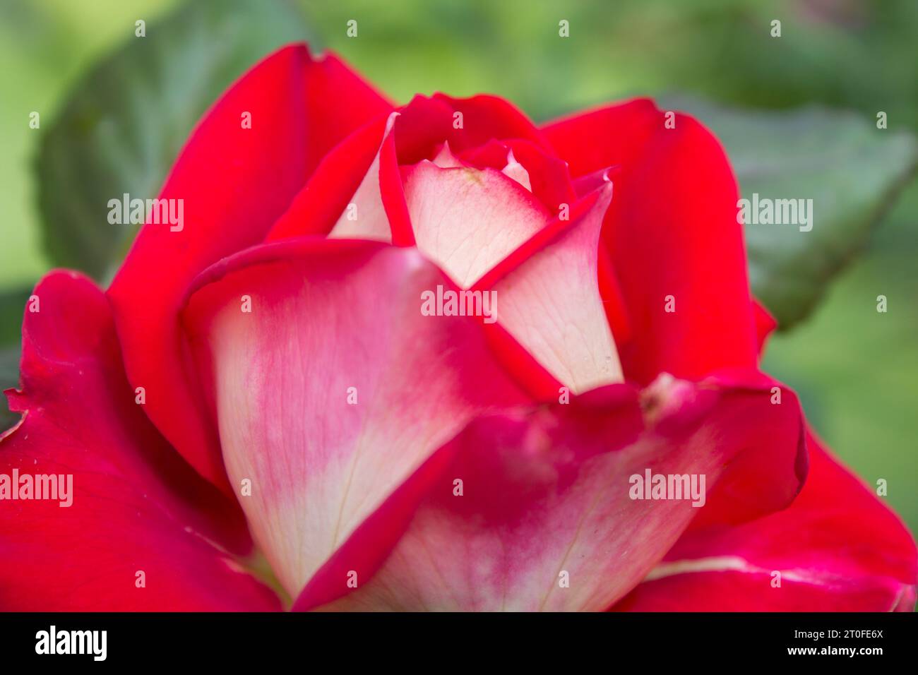 The red roses in the beautiful garden grow up for a gift Stock Photo ...