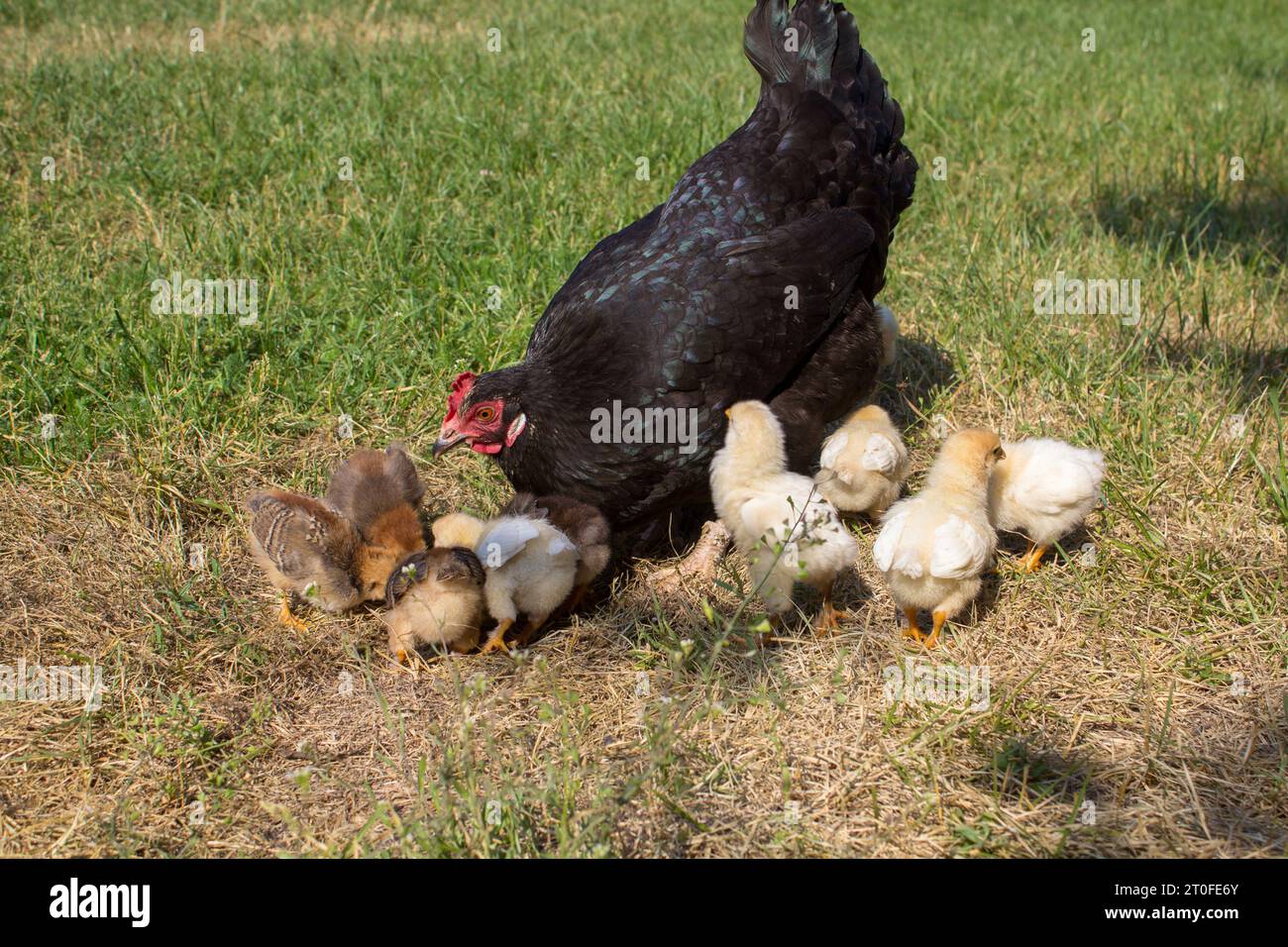 Baby chickens with mom hi-res stock photography and images - Alamy
