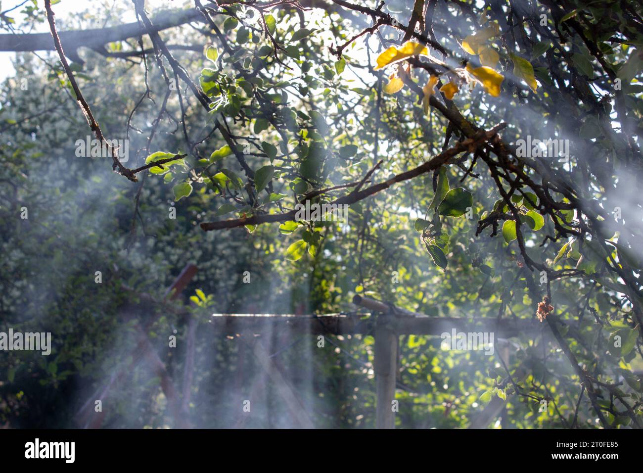 Rays sun in smoke fire hi-res stock photography and images - Alamy