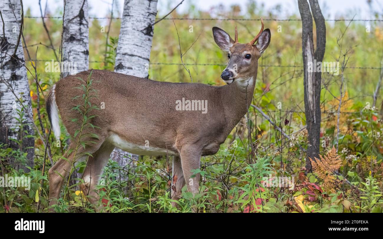 Old buck rub hi-res stock photography and images - Alamy
