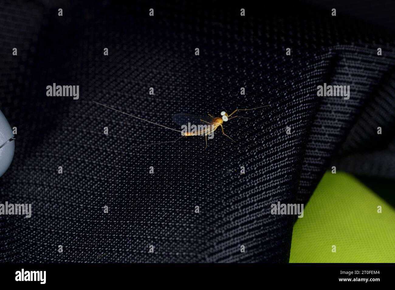 Heptagenia sulphurea Yellow May dun mayfly wild nature insect ...