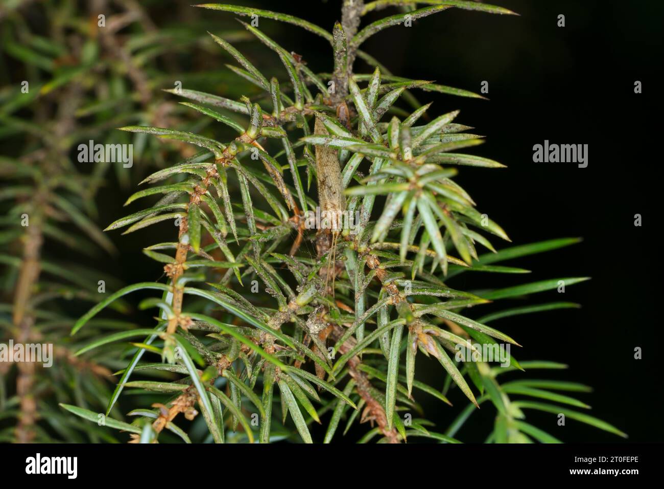 Hemerobius humulinus Family Hemerobiidae Genus Hemerobius Humulin brown ...