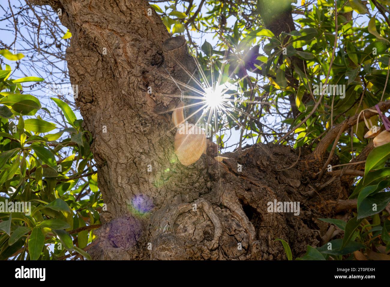 Sunny forest wallpaper sun rays hi-res stock photography and images - Alamy
