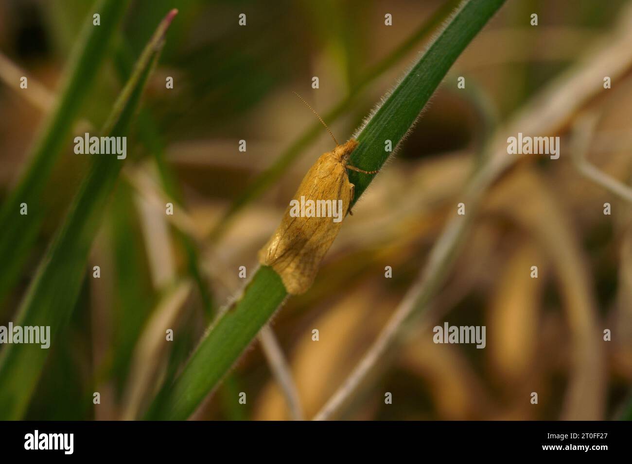 Aphelia paleana Family Tortricidae Genus Aphelia Timothy tortrix moth ...