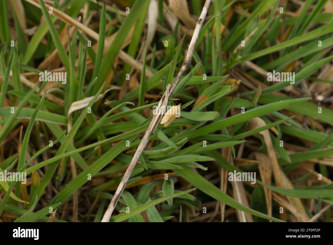 Aphelia paleana Family Tortricidae Genus Aphelia Timothy tortrix moth ...