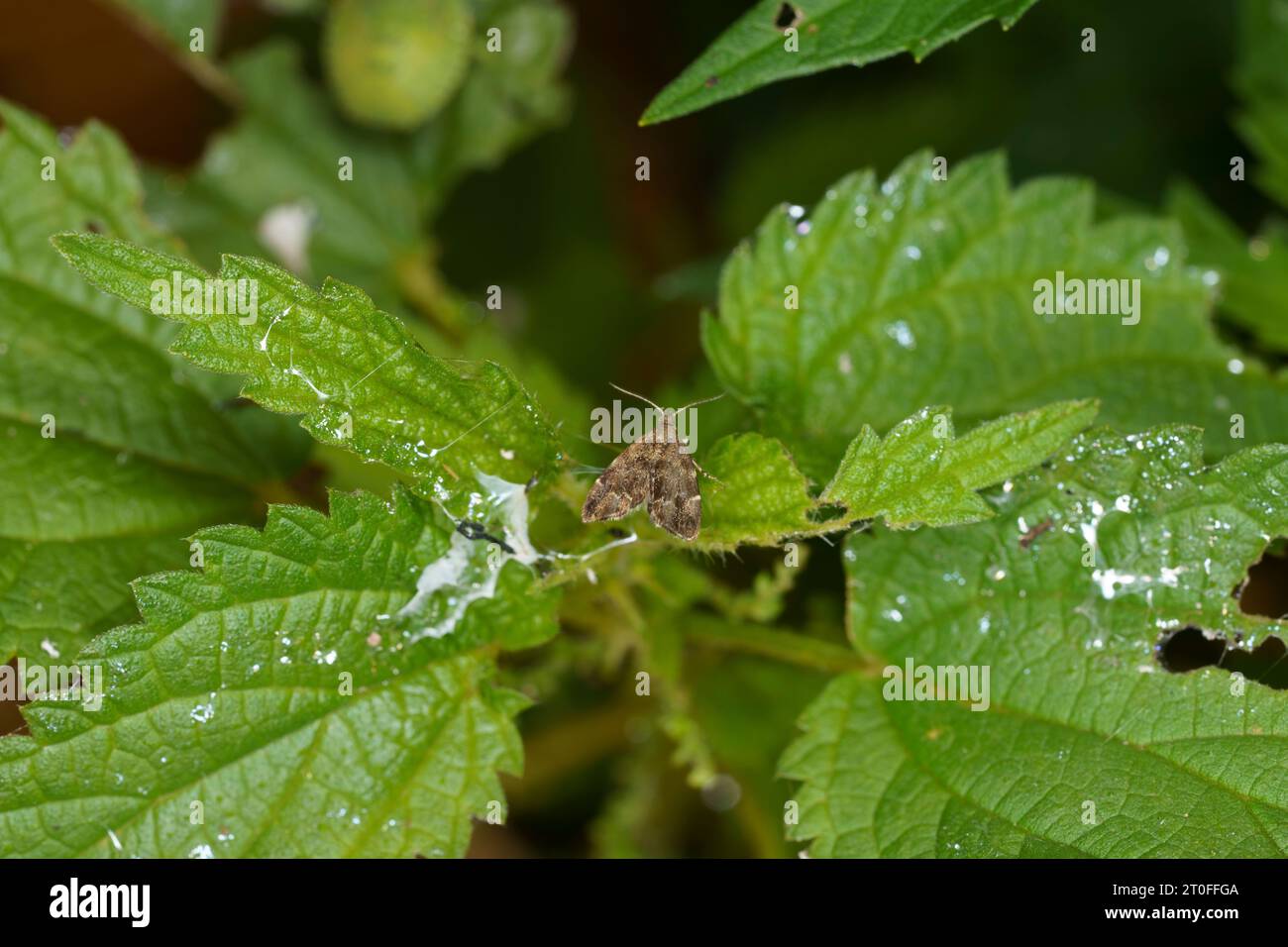 Anthophila fabriciana Family Choreutidae Genus Anthophila Common nettle ...