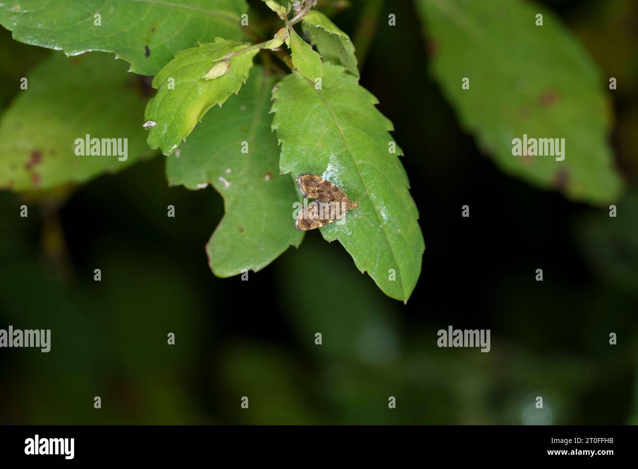 Anthophila fabriciana Family Choreutidae Genus Anthophila Common nettle ...