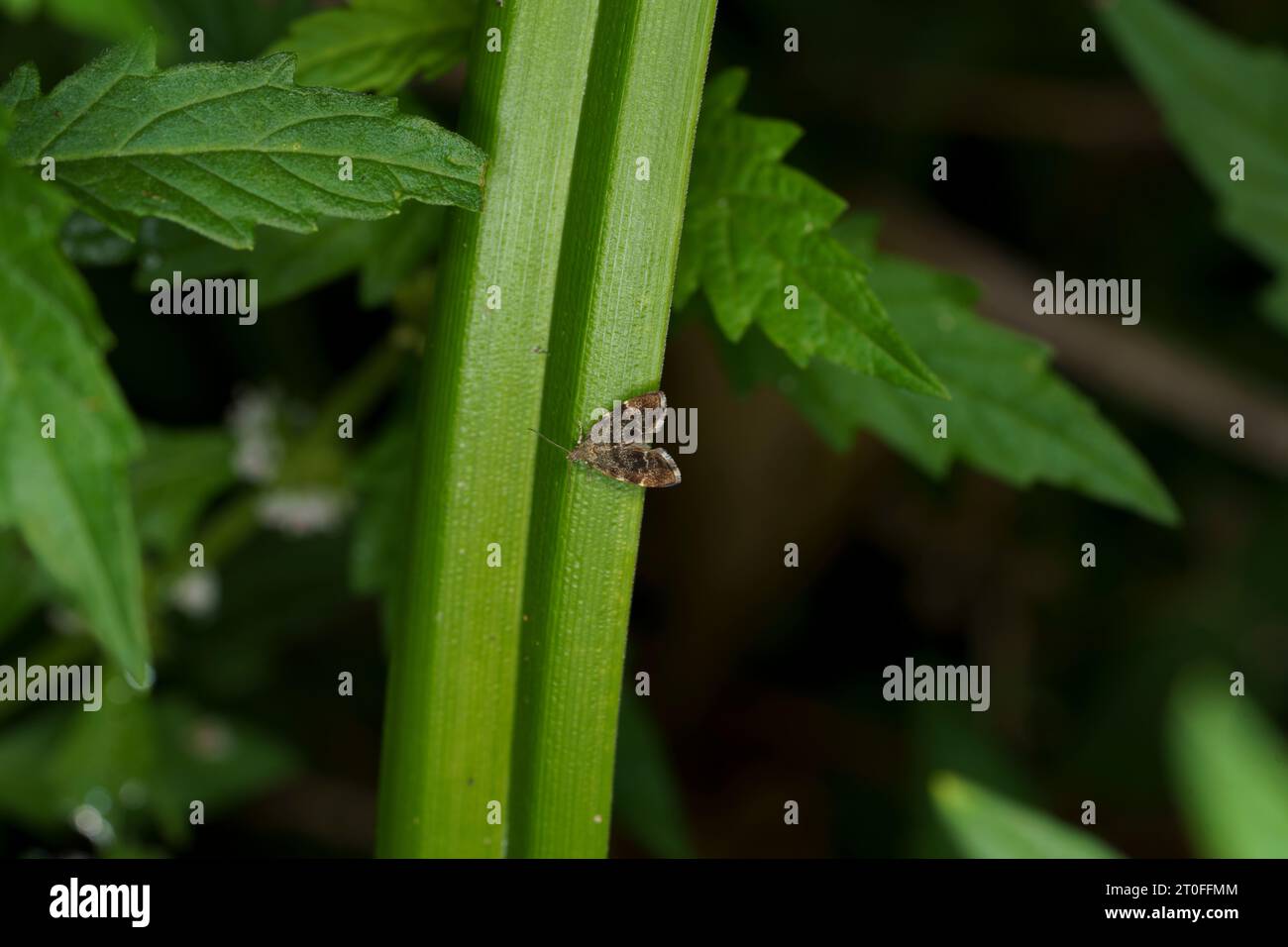 Anthophila fabriciana Family Choreutidae Genus Anthophila Common nettle ...