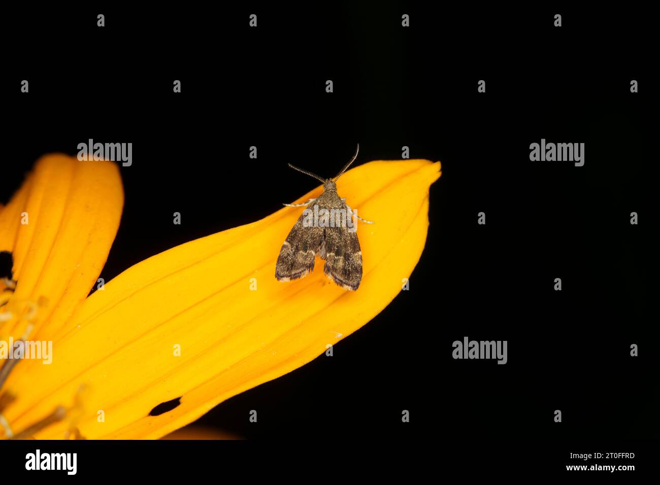 Anthophila fabriciana Family Choreutidae Genus Anthophila Common nettle ...