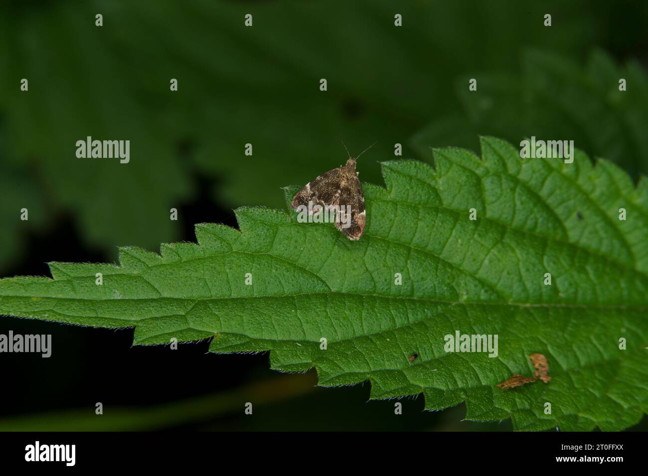 Anthophila fabriciana Family Choreutidae Genus Anthophila Common nettle ...