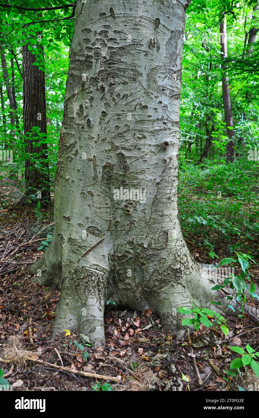 The trunk of a beech tree in a forest in Hungary Stock Photo - Alamy