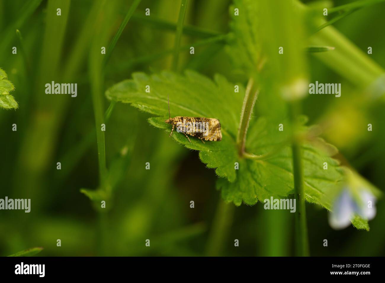 Tortrix moths hi-res stock photography and images - Alamy