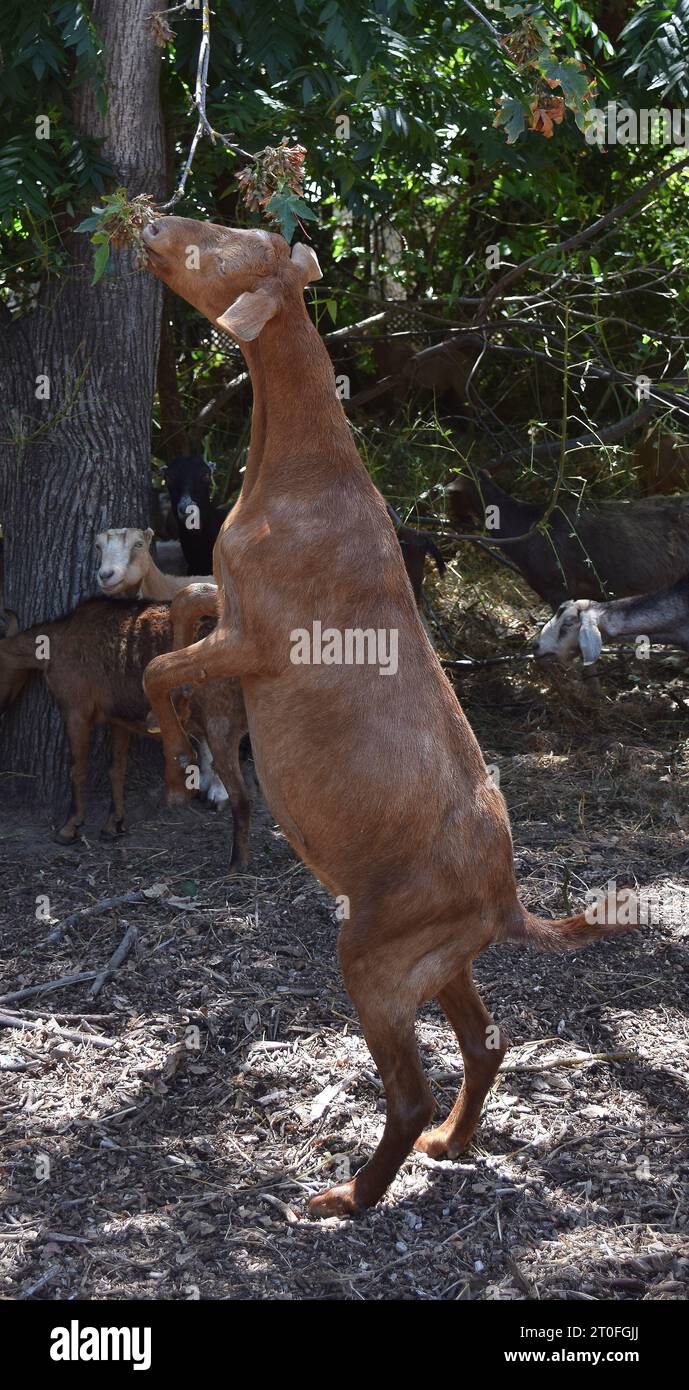 Goat standing on hind legs hi-res stock photography and images - Alamy