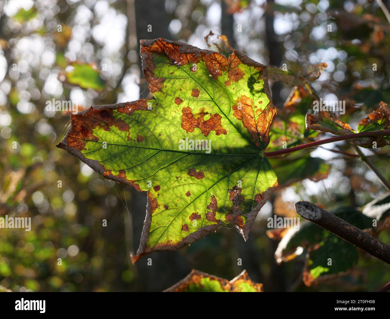 Ephemeral impressions hi-res stock photography and images - Alamy