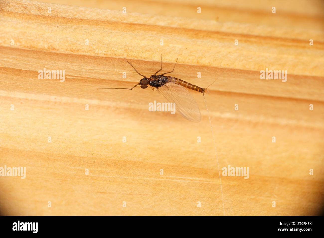 Family Baetidae Small Mayfly wild nature insect photography, picture ...