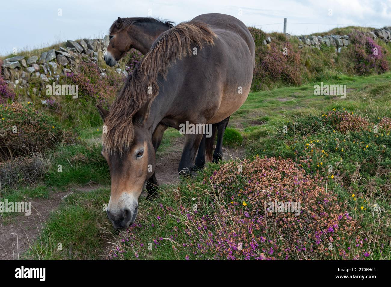 Exmoor ponies at the top of Countisbury Hill in Exmoor National Park ...