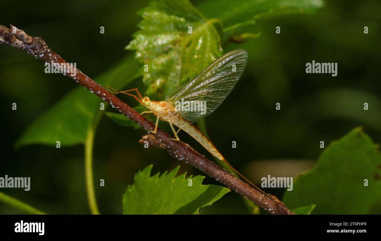 Potamanthus luteus Family Potamanthidae Genus Potamanthus Yellow mayfly ...