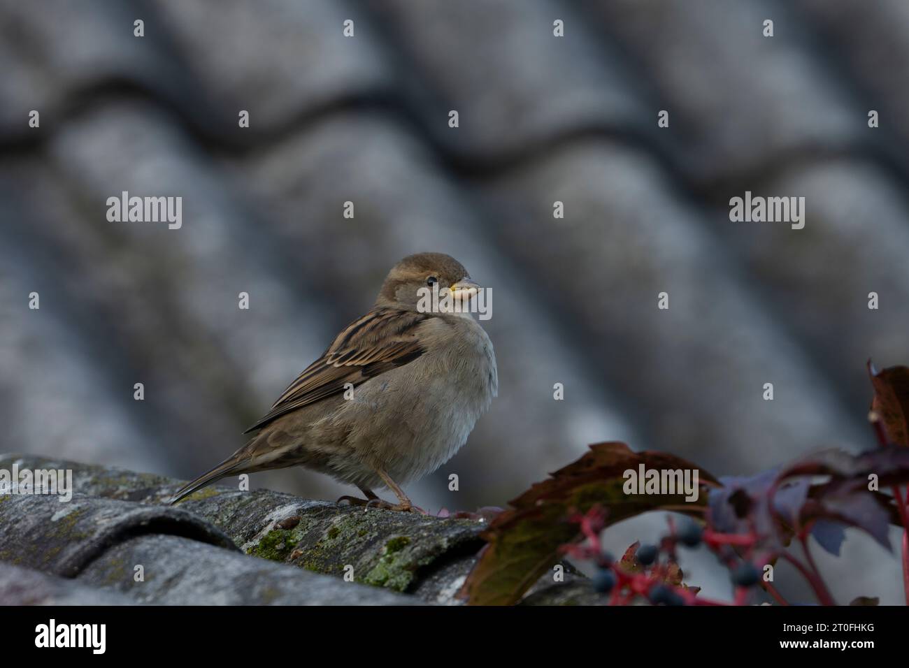 Passer domesticus Family Passeridae Genus Passer House sparrow wild ...